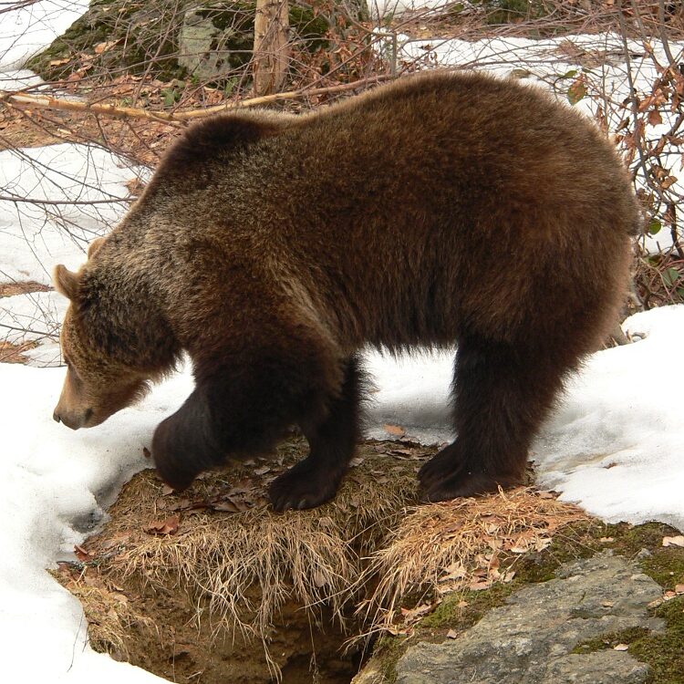 Fauna – NP Slovenský raj